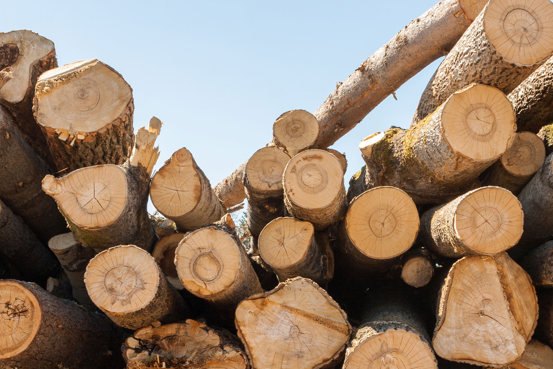 Nématode du pin : prévenir son introduction et sa dissémination pour ...