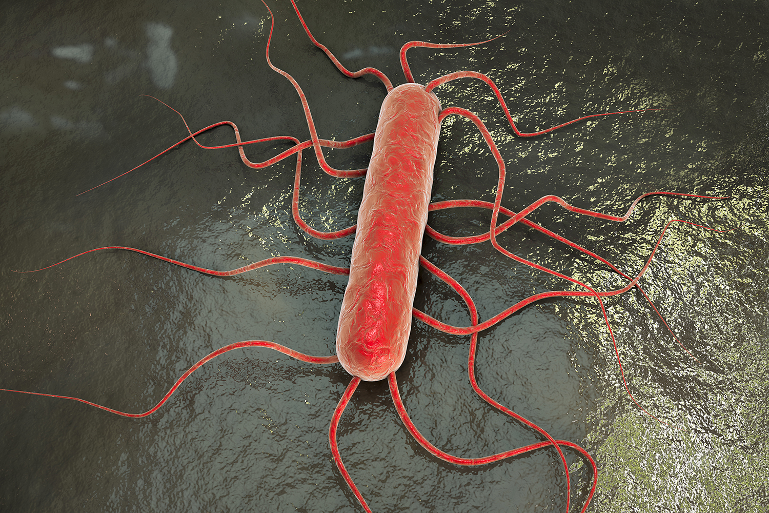 Listeria monocytogenes: a surprisingly adaptive bacterium | Anses ...