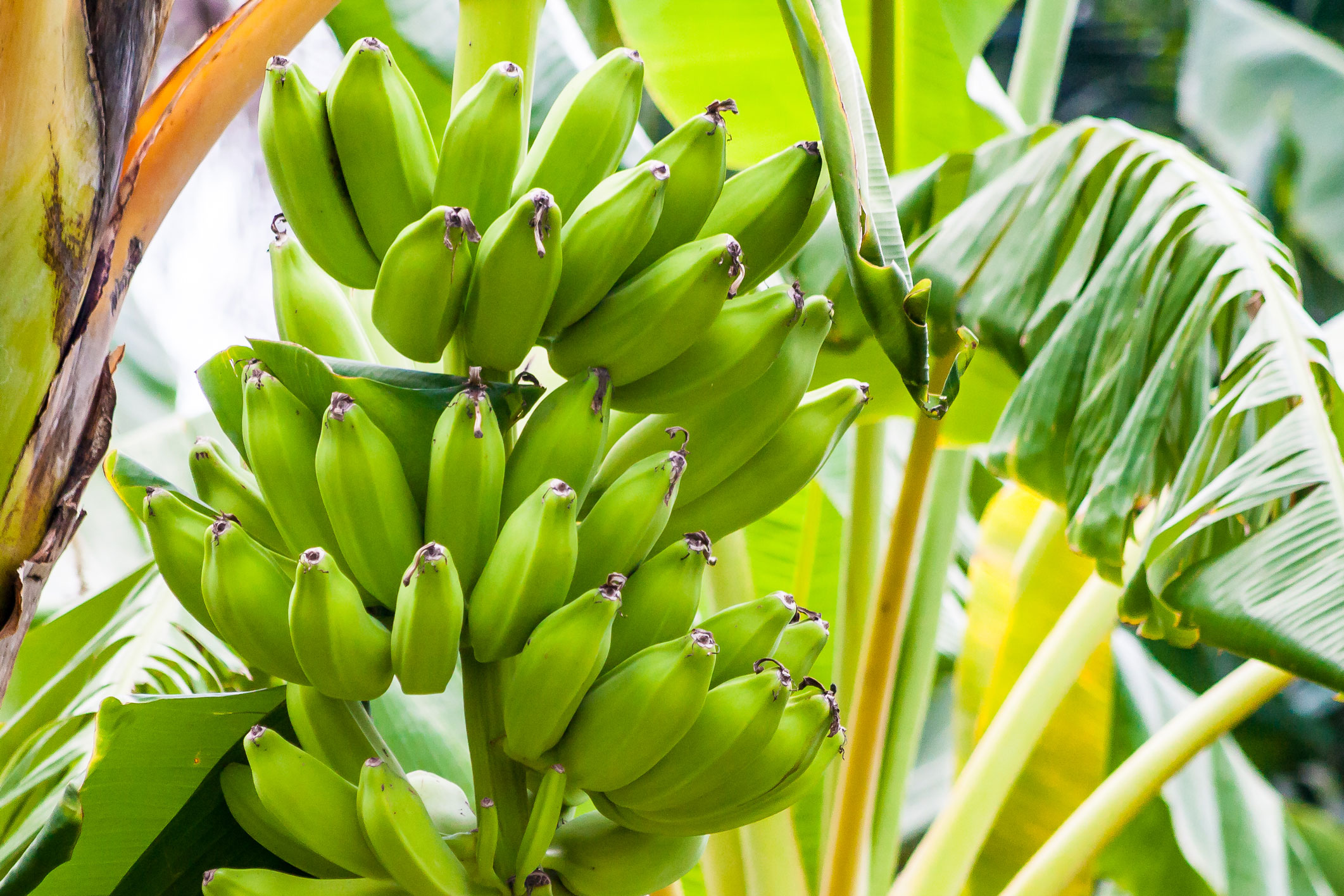 Chlordécone aux Antilles françaises : un éclairage socio-historique ...