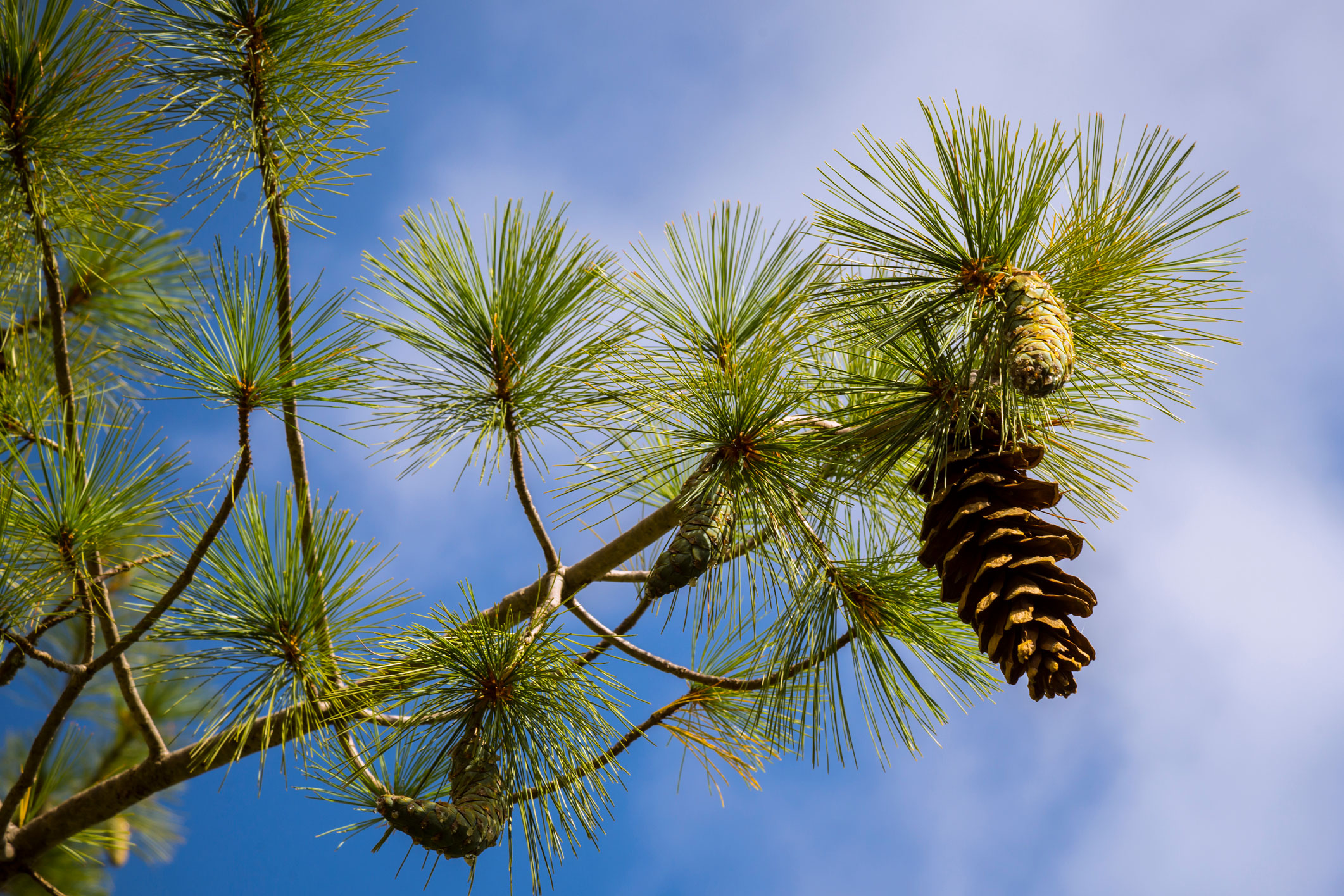 Le nématode du pin, un danger pour les conifères français | Anses ...