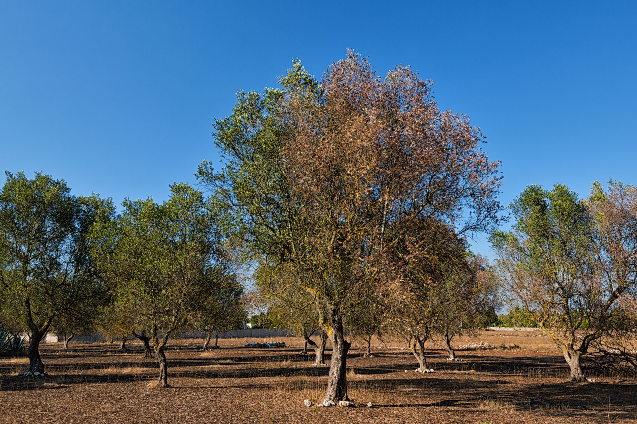 Xylella fastidiosa, a threat to olive trees and hundreds of plants ...