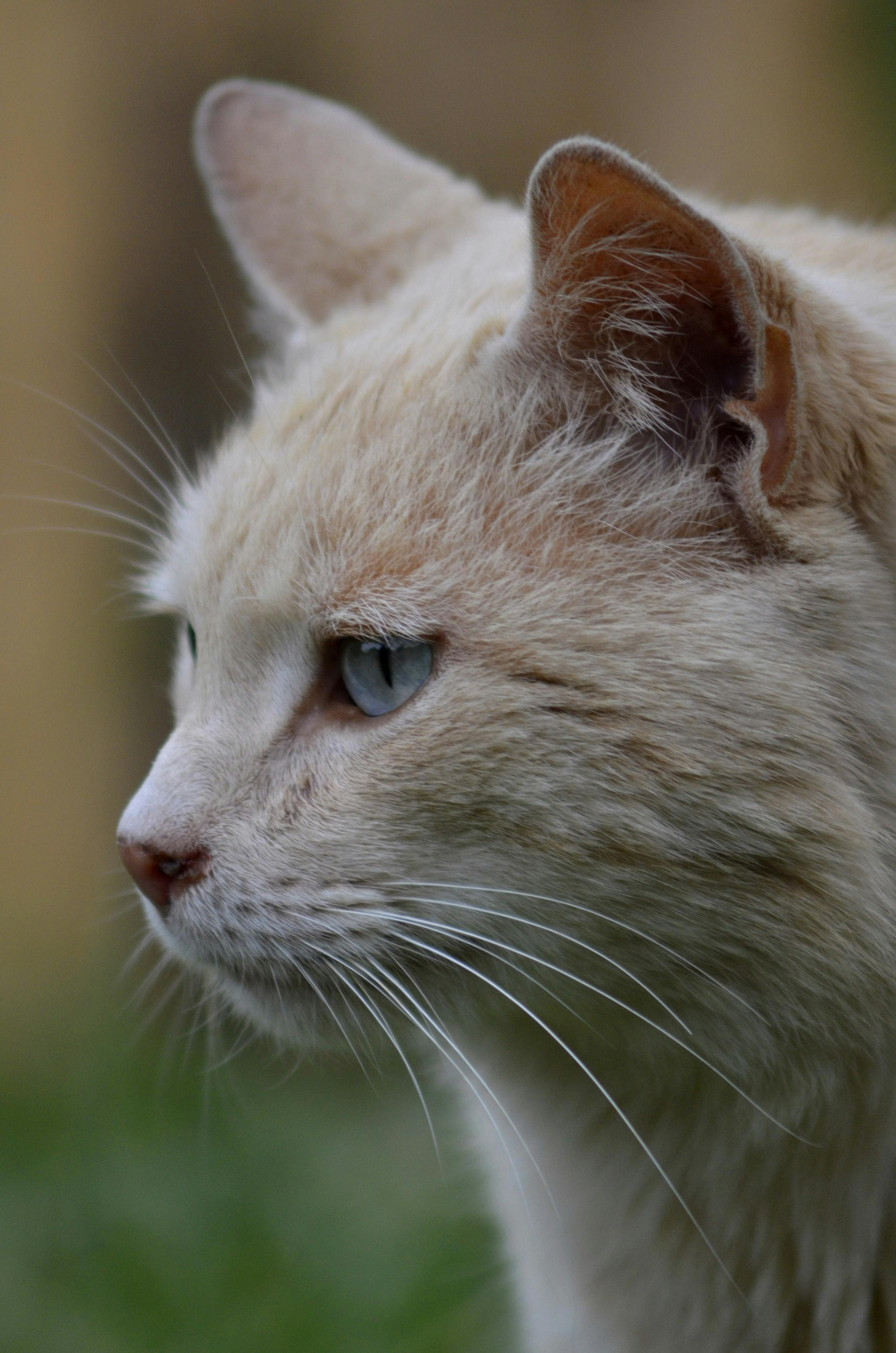 Senvelgo: risk of ketoacid diabetes associated with the use of the ...