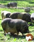 La trichinellose | Anses - Agence nationale de sécurité sanitaire de l ...